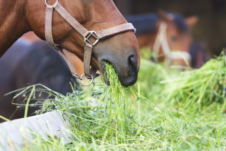 Good-Quality Forage Important for Horses - J & J Hay Farms