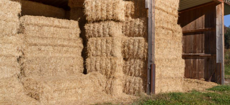 Moldy Hay for Horses: Causes and Avoidance - J & J Hay Farms