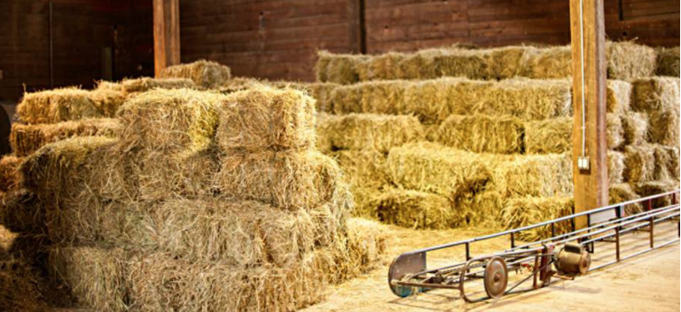 Color of Horse Hay: What Does It Mean? - J & J Hay Farms