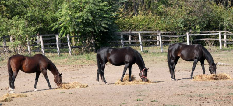 Botulism in Horses: Manage Pastures, Hay to Reduce Risk - J & J Hay Farms