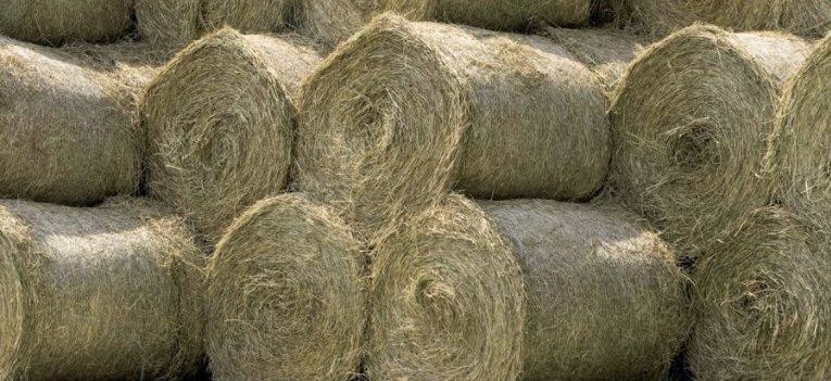 Management of Drought-Stressed Hay Fields - J & J Hay Farms
