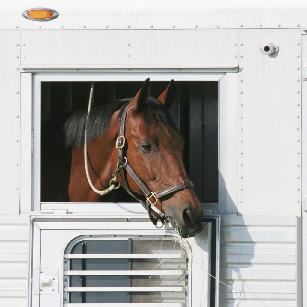 Considerations When Moving Horses to a Different Climate - J & J Hay Farms