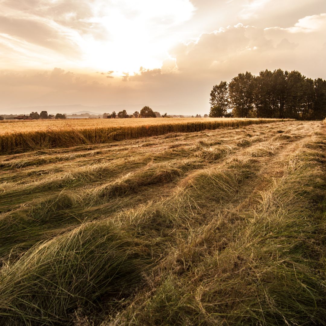 The Most Profitable Summer Hay Crops in Georgia - J & J Hay Farms